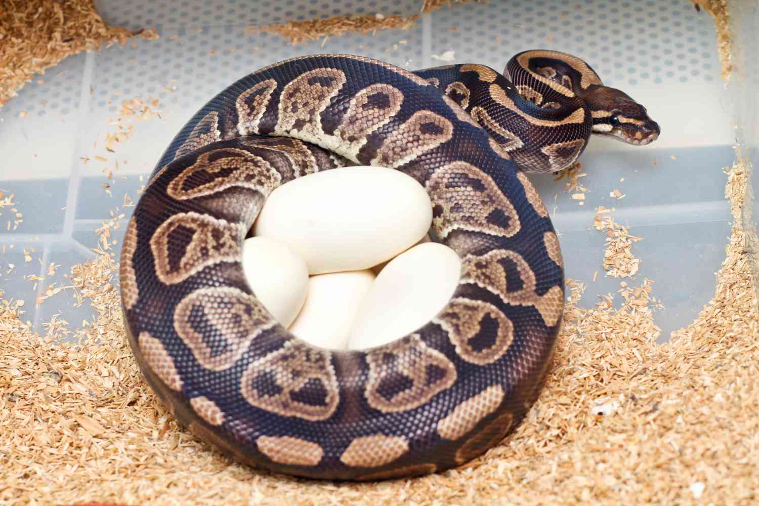 Independent Woman The World s Oldest Python Ever Known To Lay Eggs Has 